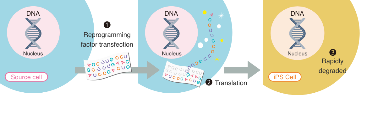 Technology – Personal-iPS